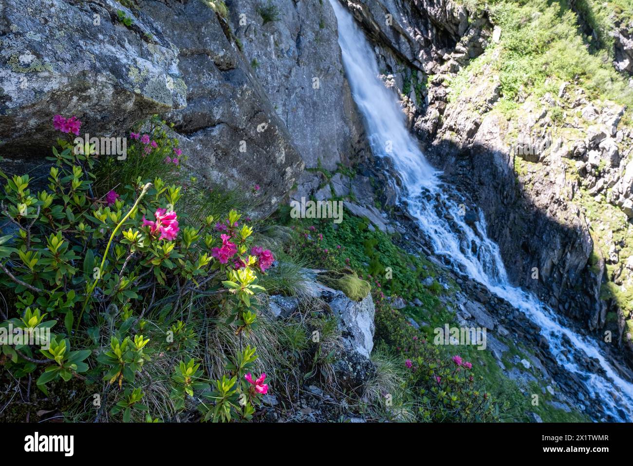 Alpine rose, Rhododendron ferrugineum, waterfall, mountain landscape ...
