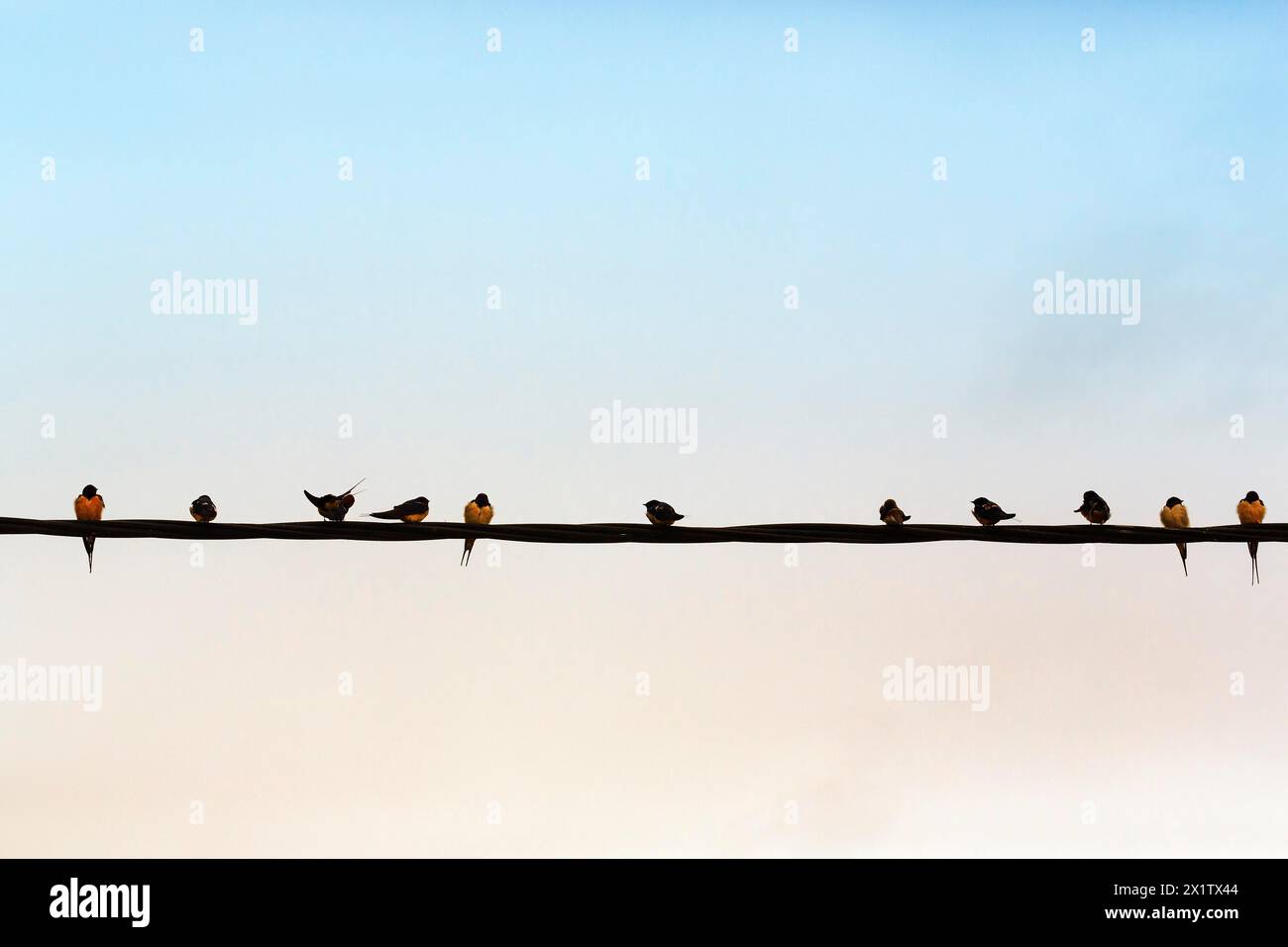 Swallows gathering on power line, flock of birds, migratory birds, Lake ...