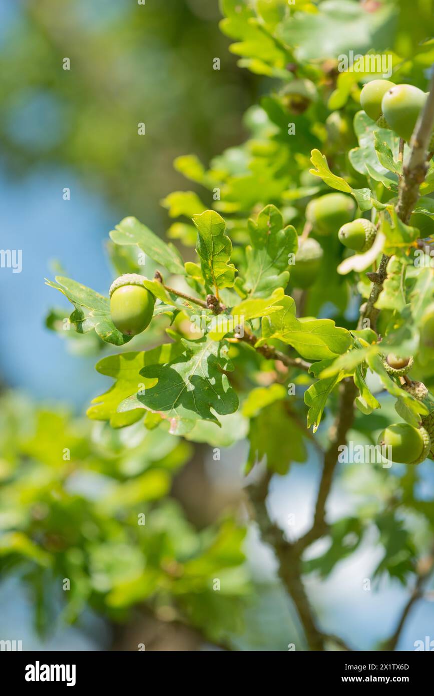Quercus pedunculata hi-res stock photography and images - Alamy Quercus pedunculata hi-res stock photography and images - Alamy