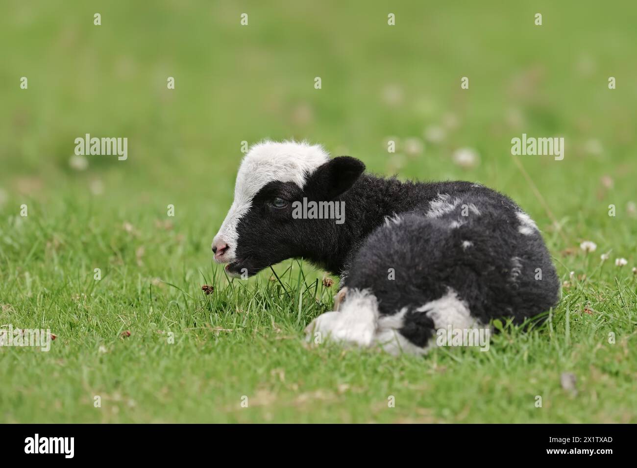 Jacob sheep lamb hi-res stock photography and images - Alamy