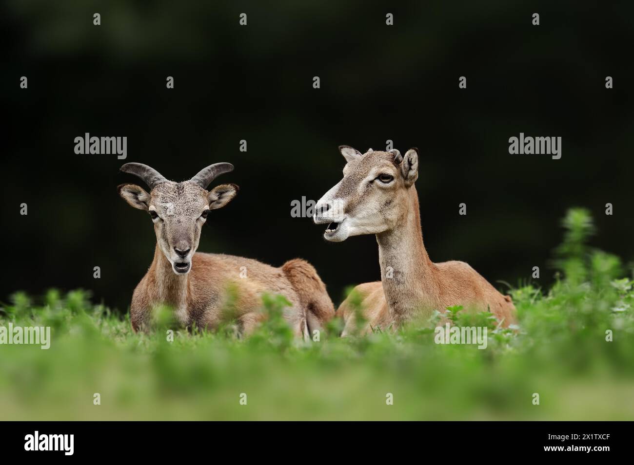 European mouflon (Ovis gmelini musimon, Ovis orientalis musimon), male ...