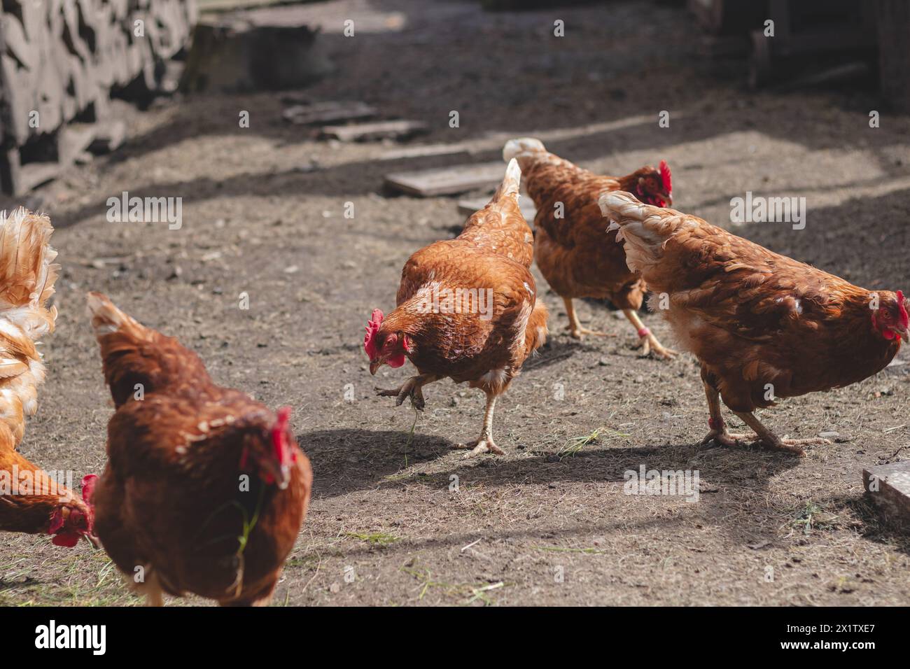 Domestic chicken with brown and white feathers running around the yard ...