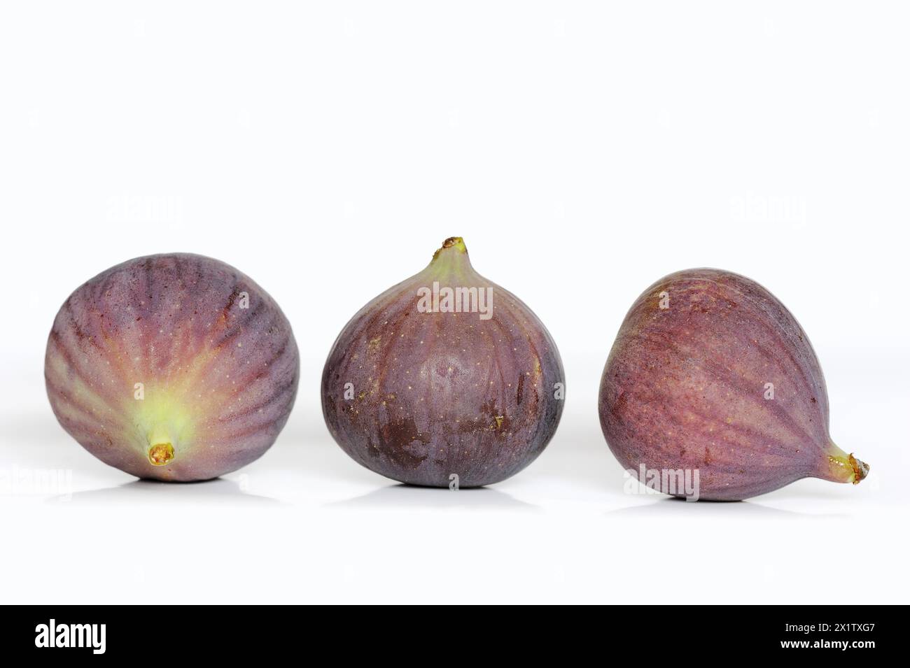 Real fig or fig tree (Ficus carica), ripe figs against a white ...