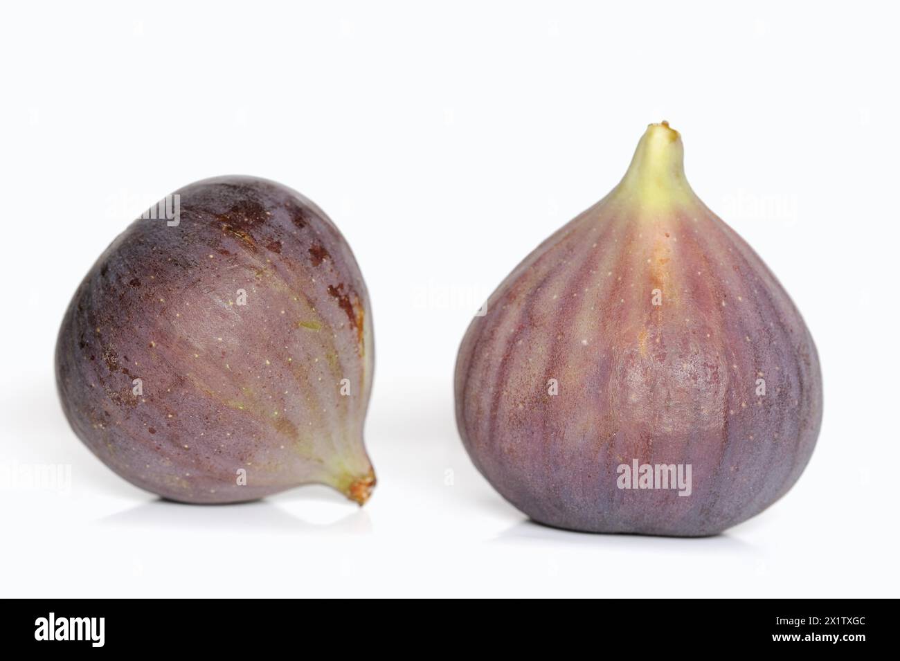 Real fig or fig tree (Ficus carica), ripe figs against a white ...