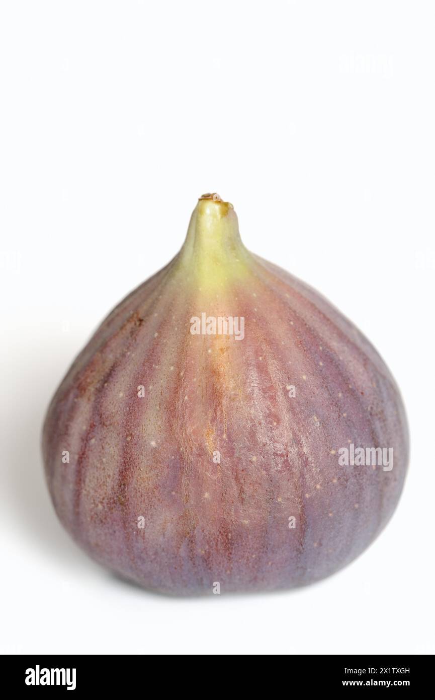 Real fig or fig tree (Ficus carica), ripe fig against a white ...