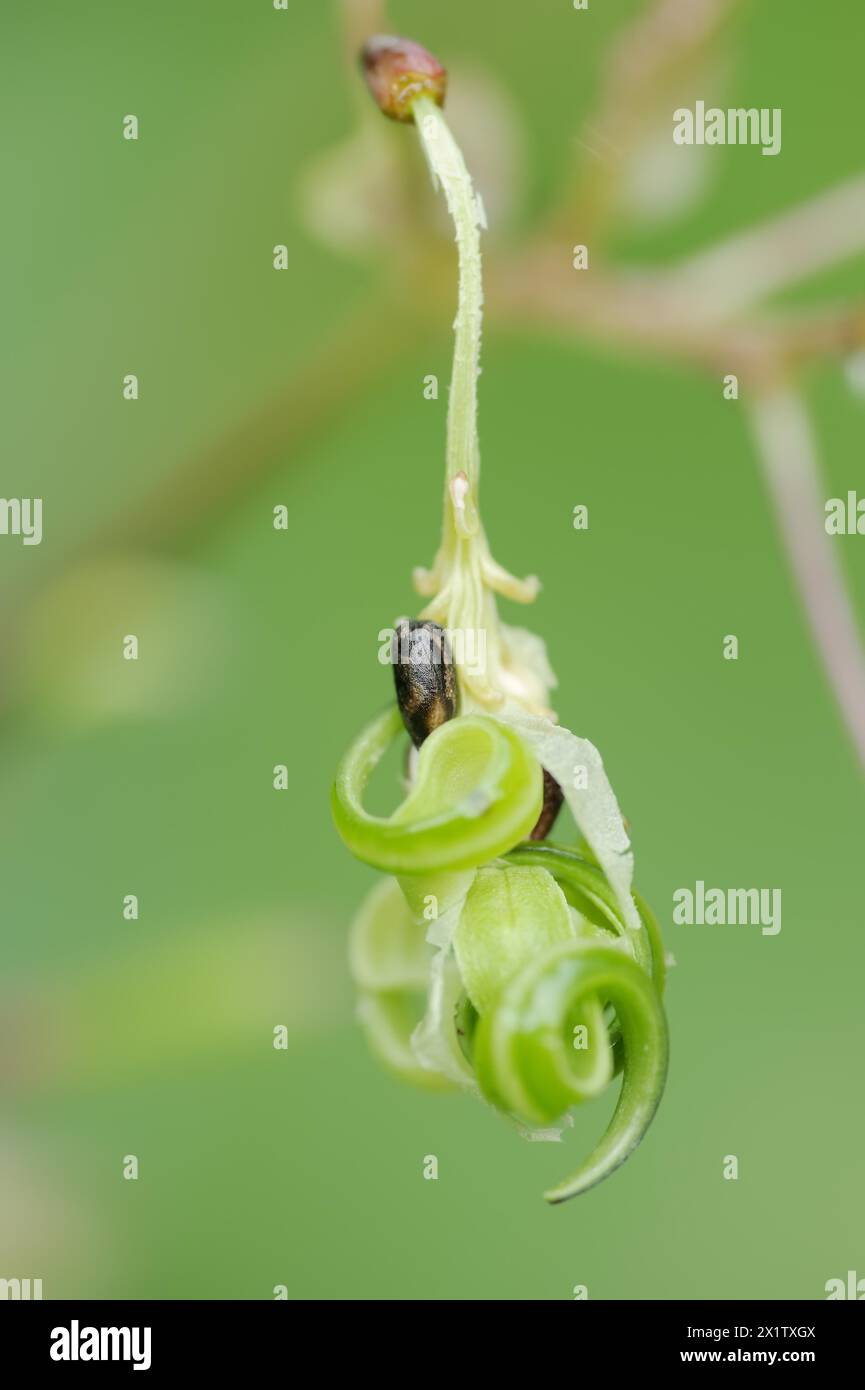 Giant balsamines hi-res stock photography and images - Alamy