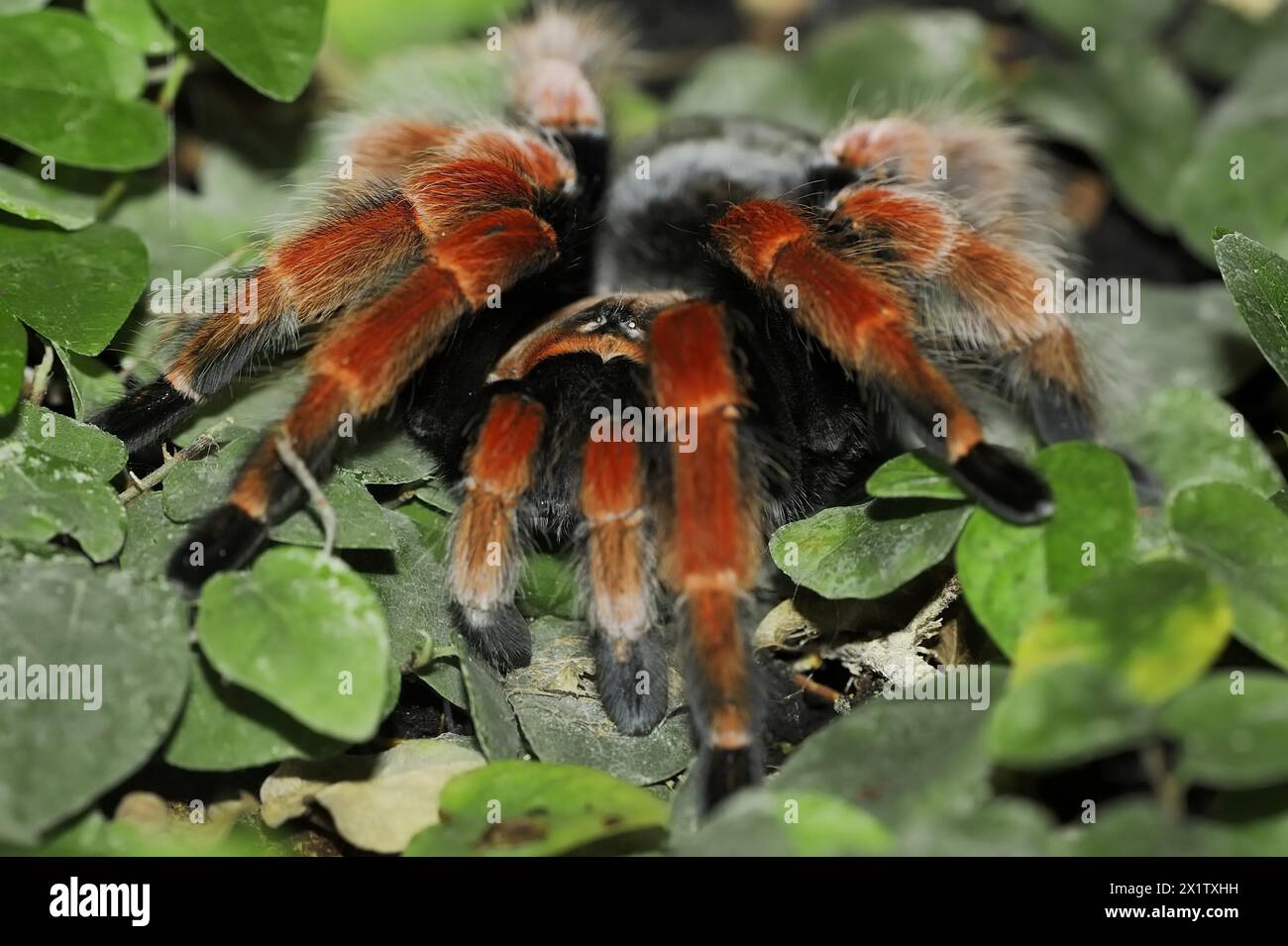 Mexican red-legged tarantula or orange-legged tarantula (Brachypelma ...