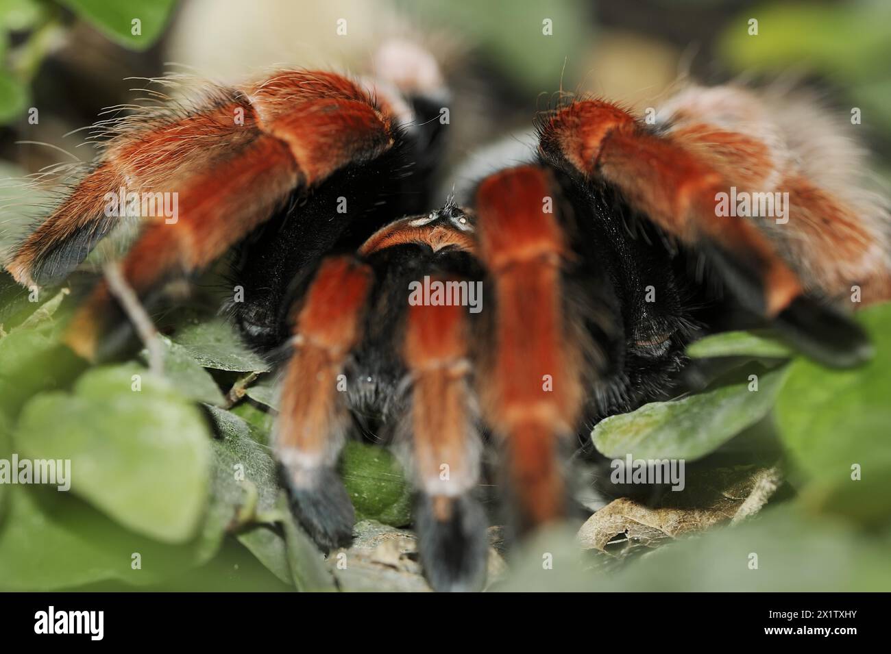 Mexican red-legged tarantula or orange-legged tarantula (Brachypelma ...
