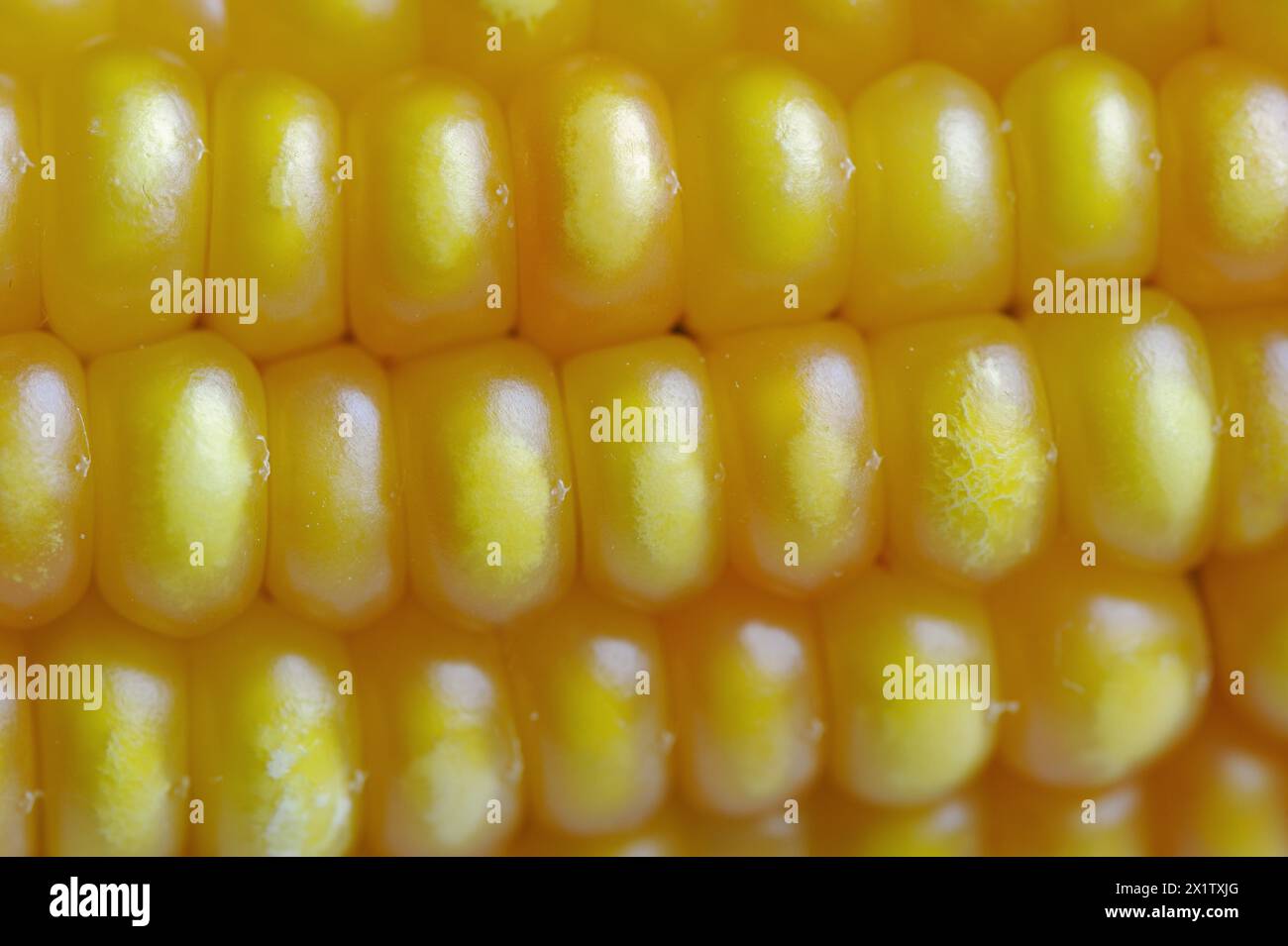 Corn (Zea mays), detail of corn corn cob Stock Photo - Alamy