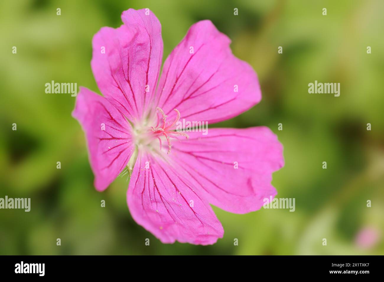 Bloody cranesbill (Geranium sanguineum), flower, ornamental plant ...
