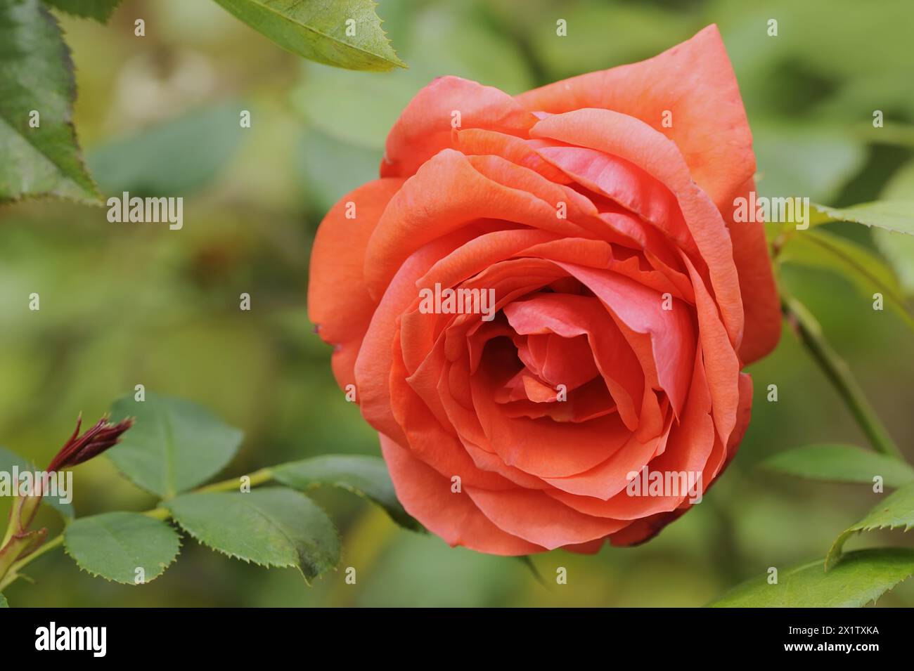 Rose or shrub rose 'Stadt Rosenheim' (Rosa hybrida), flower, ornamental ...