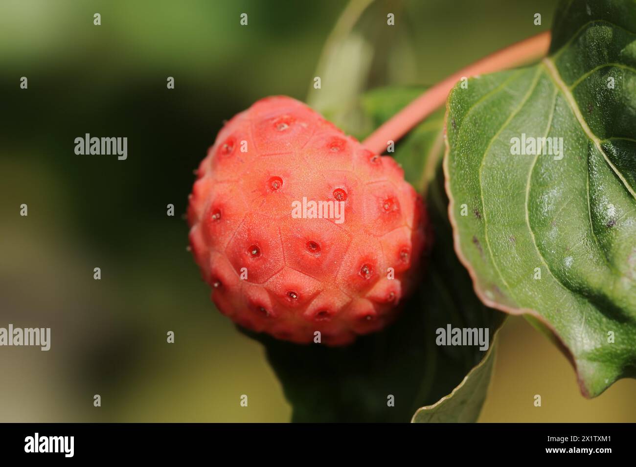 Japanese flowering dogwood (Cornus kousa), fruit, native to Asia ...
