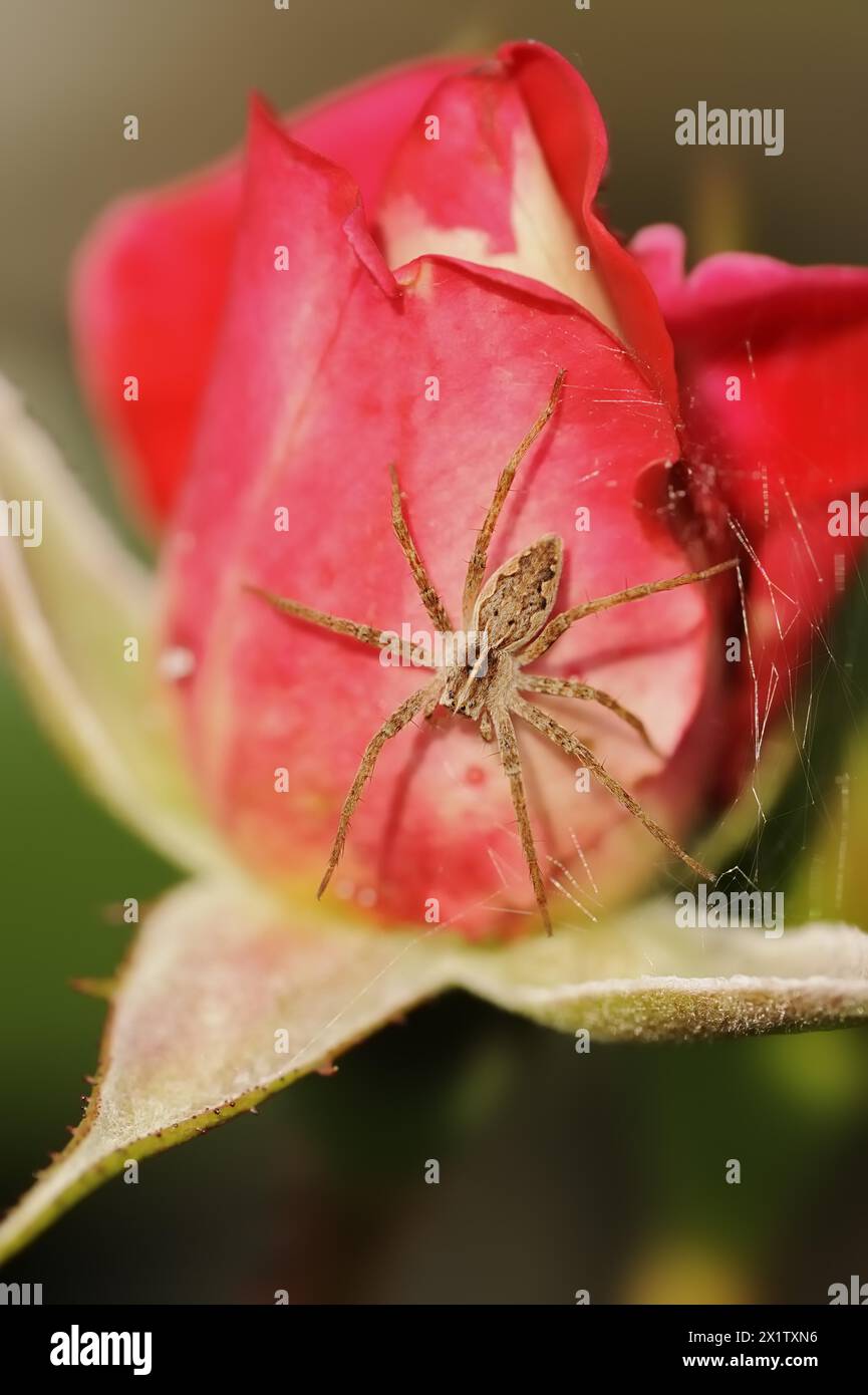 Nursery web spider (Pisaura mirabilis), female on a rose blossom, North ...