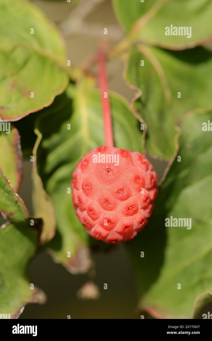 Japanese flowering dogwood (Cornus kousa), fruit, native to Asia ...