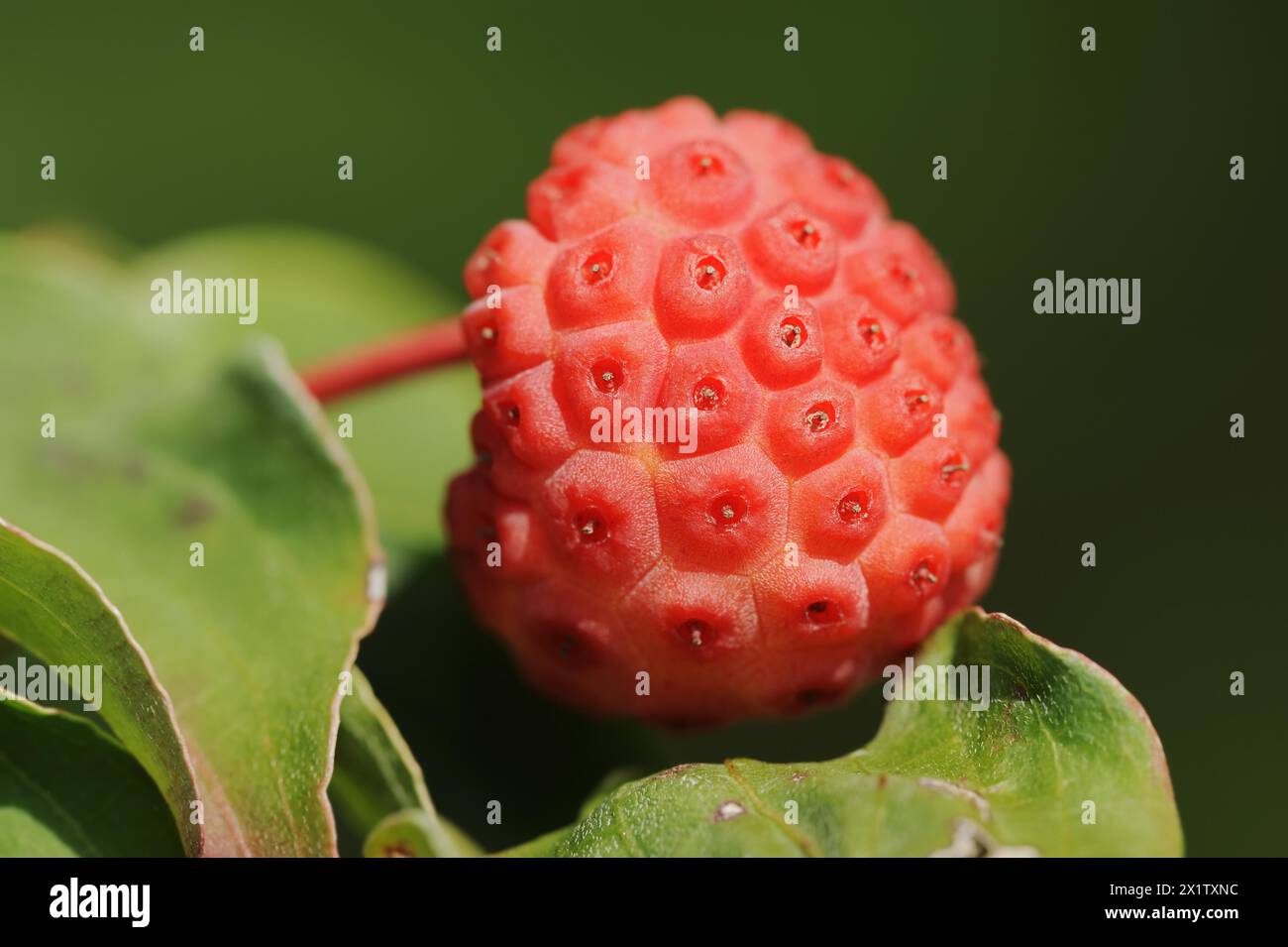Japanese flowering dogwood (Cornus kousa), fruit, native to Asia ...
