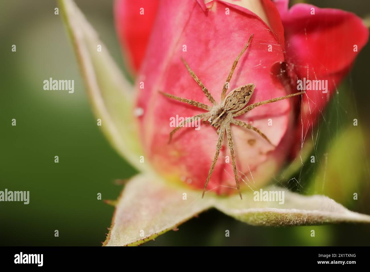 Nursery web spider (Pisaura mirabilis), female on a rose blossom, North ...