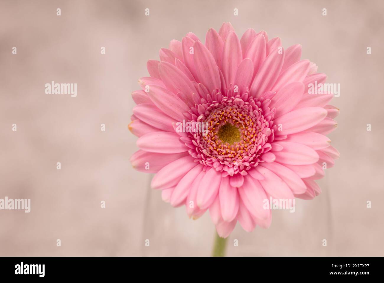 Single pastel pink Transvaal daisy against a soft focus background ...