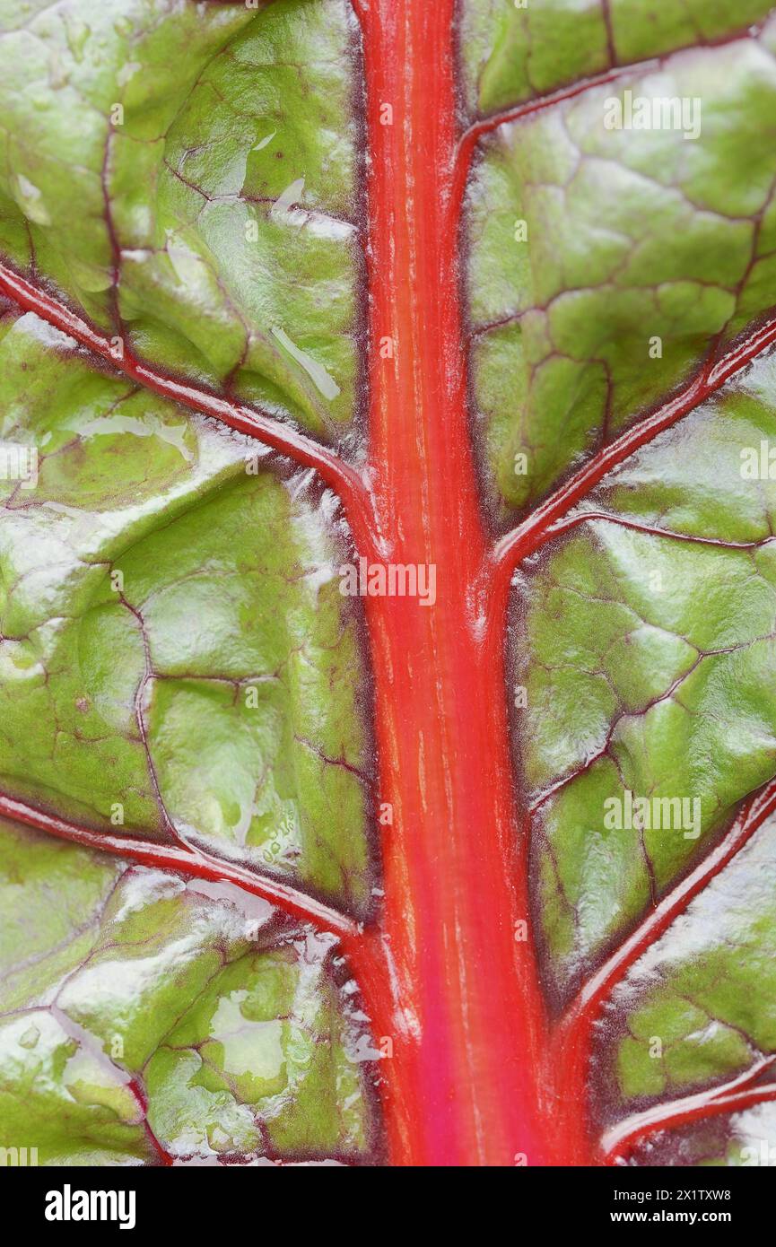 Red chard (Beta vulgaris subsp. vulgaris), detail of leaf, North Rhine ...