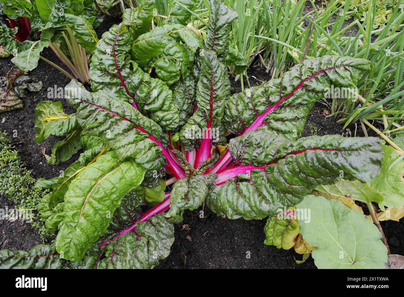 Red chard (Beta vulgaris subsp. vulgaris), North Rhine-Westphalia ...