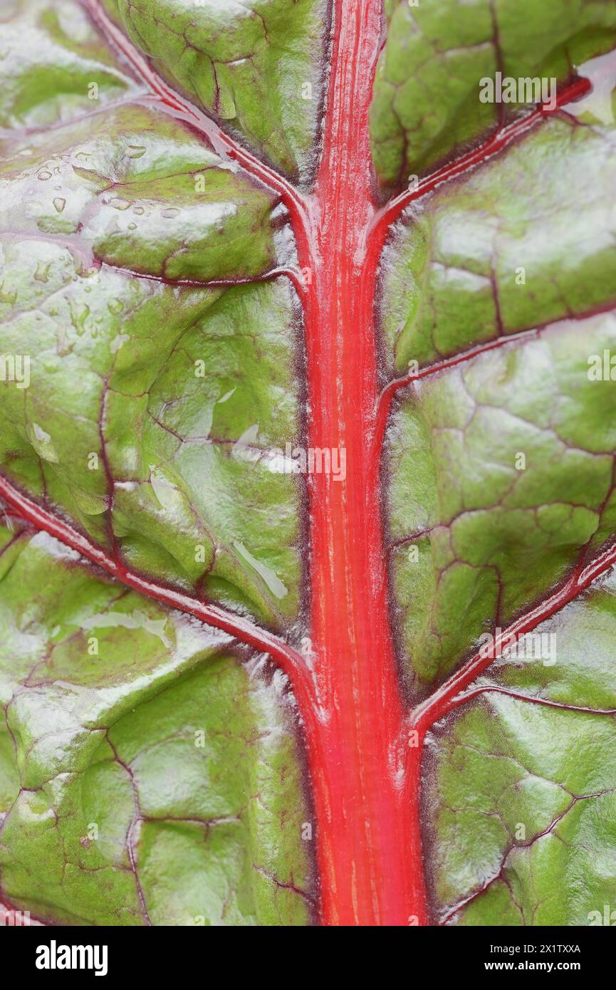 Red chard (Beta vulgaris subsp. vulgaris), detail of leaf, North Rhine ...