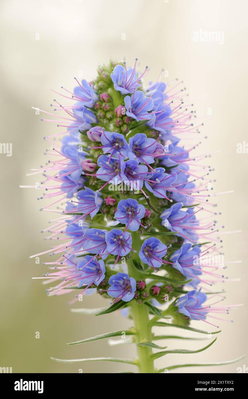 Magnificent viper's bugloss (Echium nervosum, Echium fastuosum ...