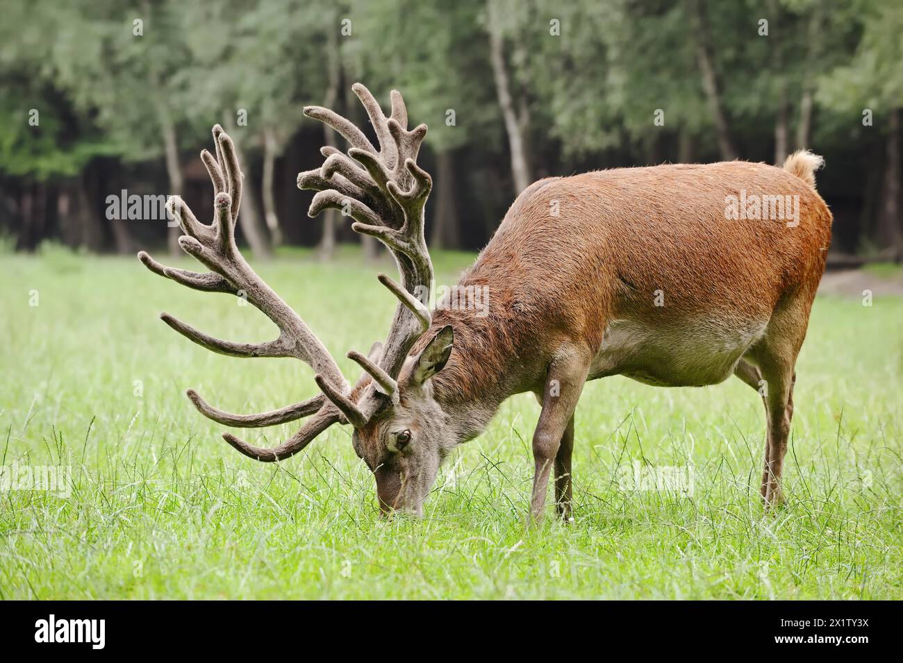 Red deer (Cervus elaphus) with velvet antlers, North Rhine-Westphalia ...