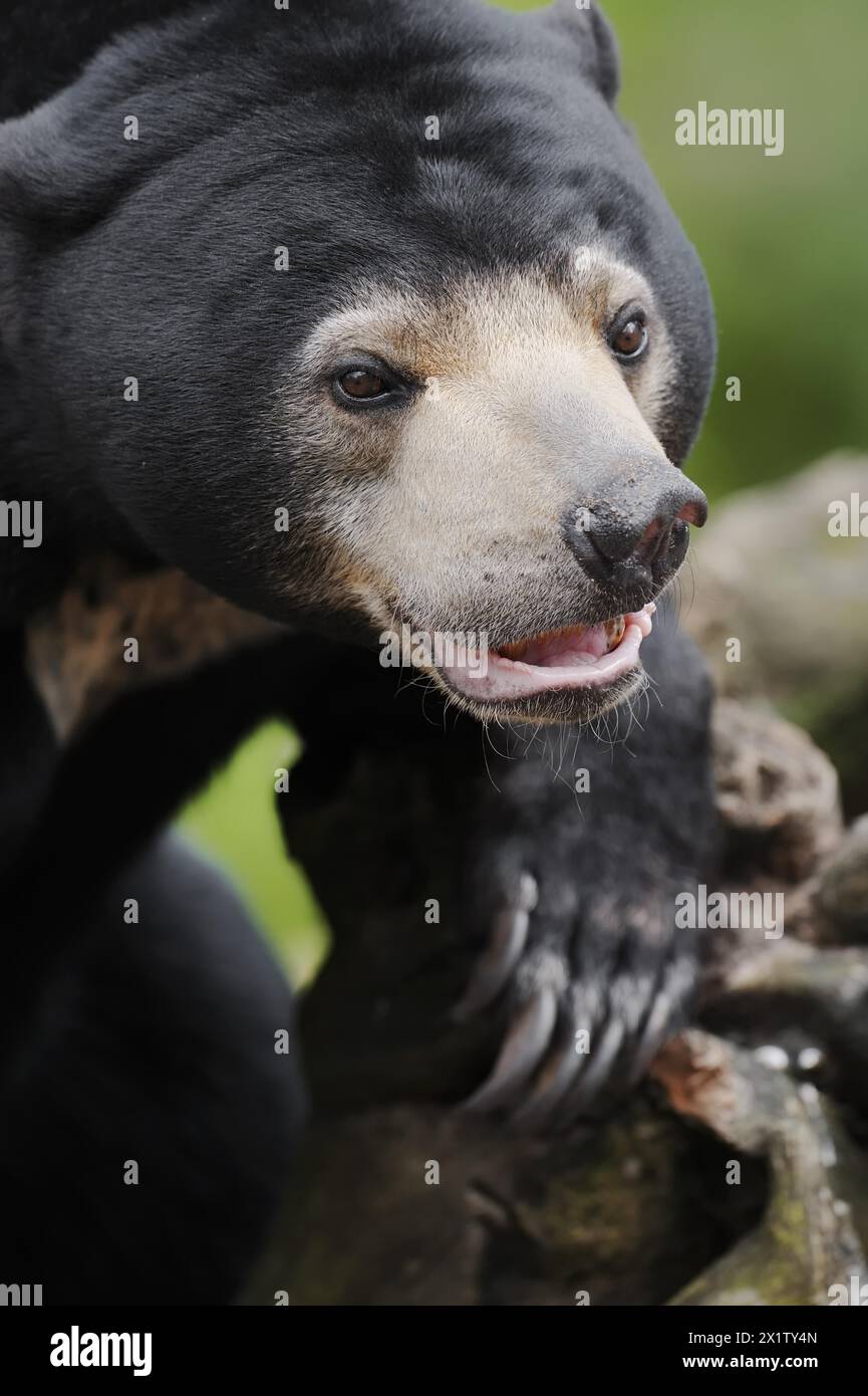 Malayan bear or sun bear (Helarctos malayanus, Ursus malayanus ...