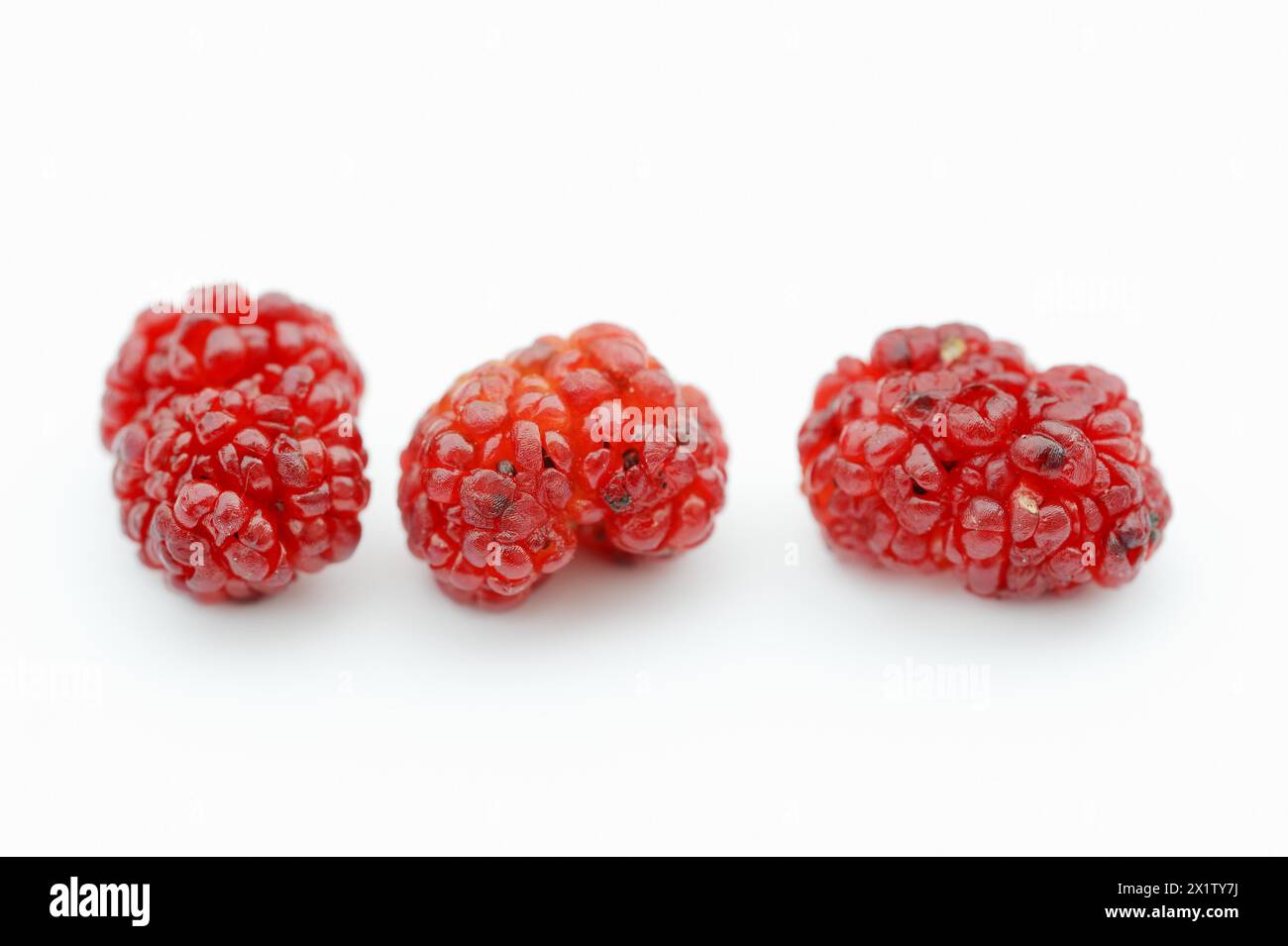 Strawberry spinach (Chenopodium foliosum, Blitum virgatum), fruits on a ...