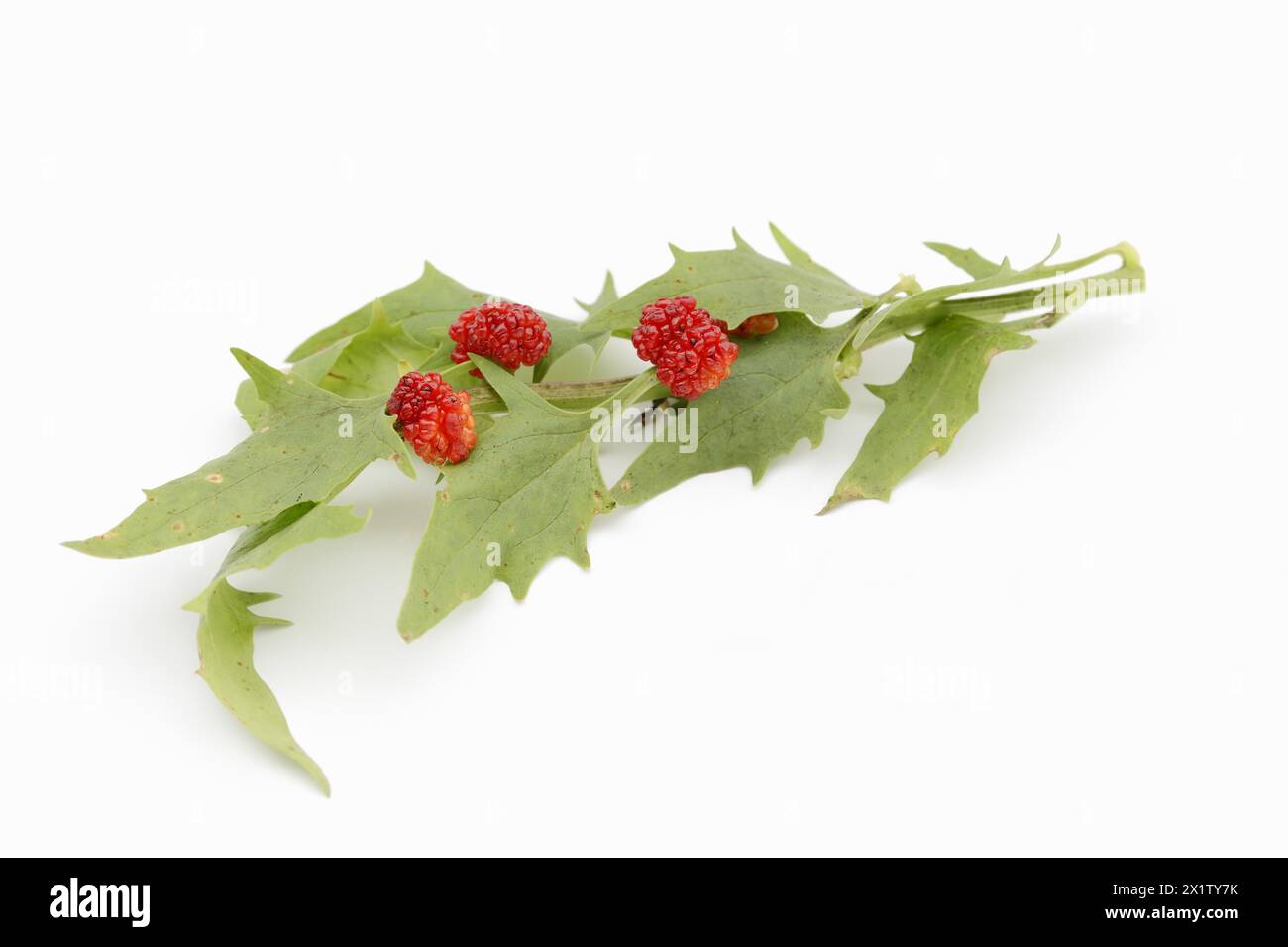 Strawberry spinach (Chenopodium foliosum, Blitum virgatum), leaves and ...