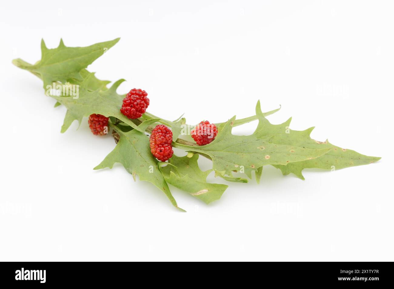 Strawberry spinach (Chenopodium foliosum, Blitum virgatum), leaves and ...