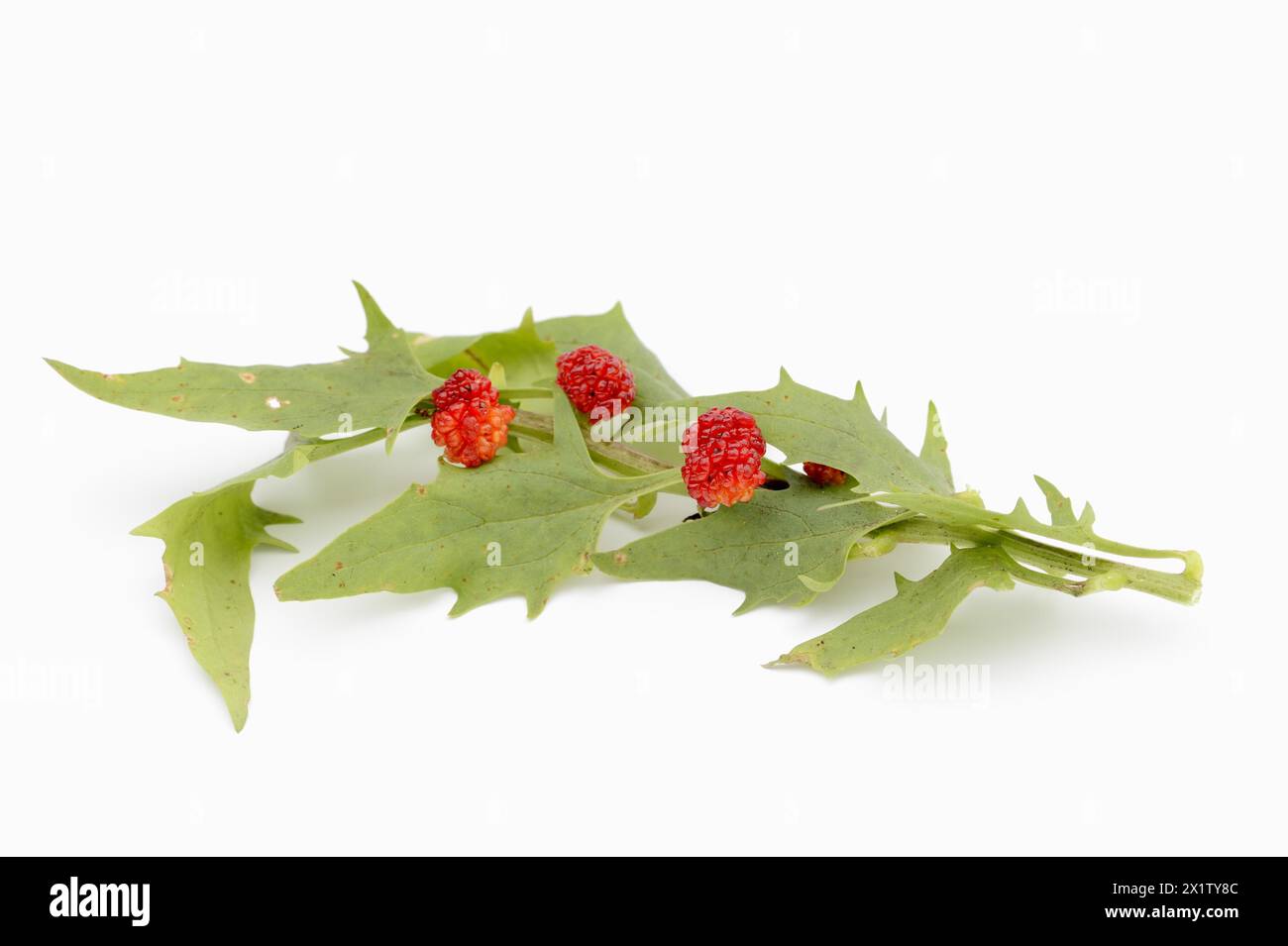 Strawberry spinach (Chenopodium foliosum, Blitum virgatum), leaves and ...