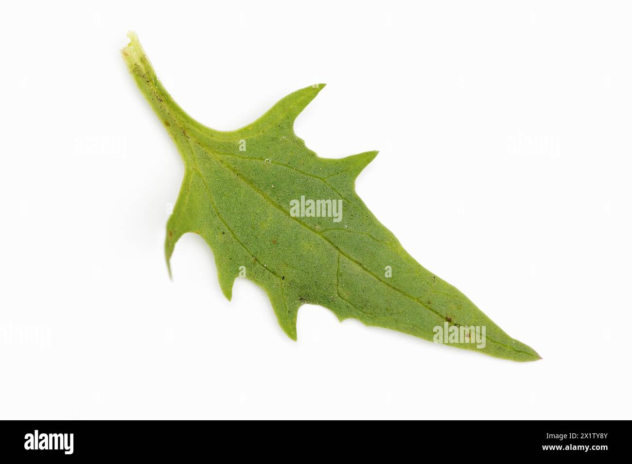 Strawberry spinach (Chenopodium foliosum, Blitum virgatum), leaf on ...