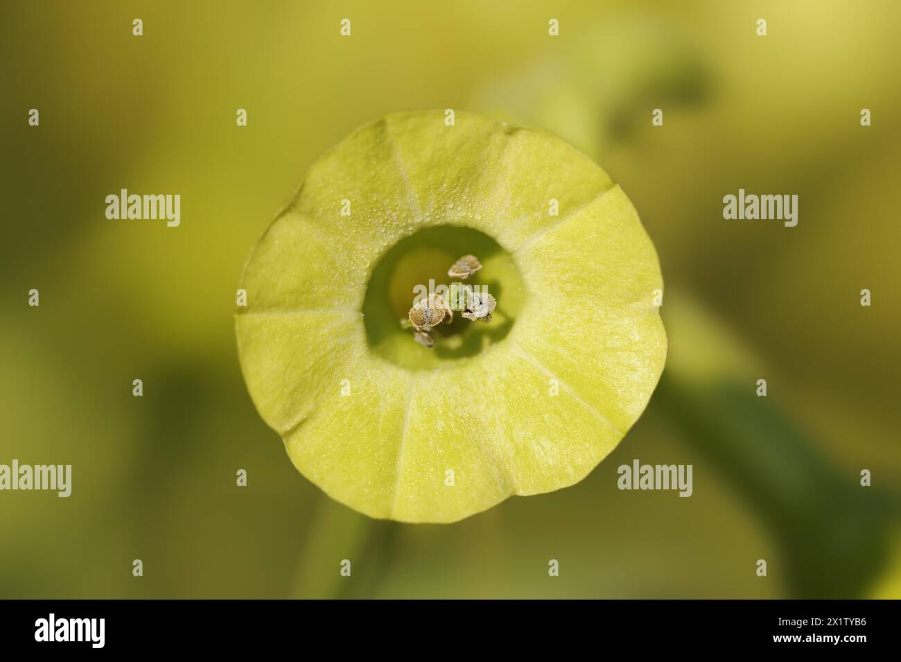 Ornamental tobacco or Brazilian tobacco (Nicotiana langsdorfii), flower ...
