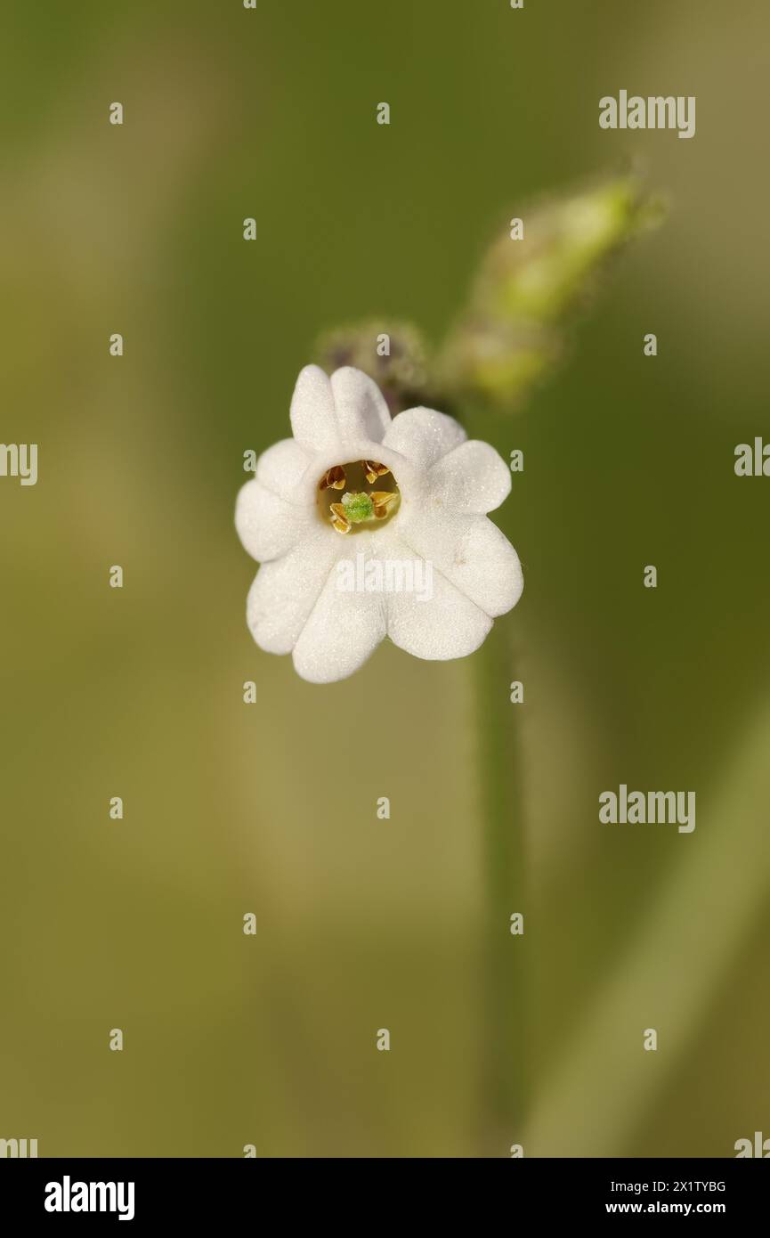 Tobacco (Nicotiana forsteri, Nicotiana debneyi), flower, native to ...