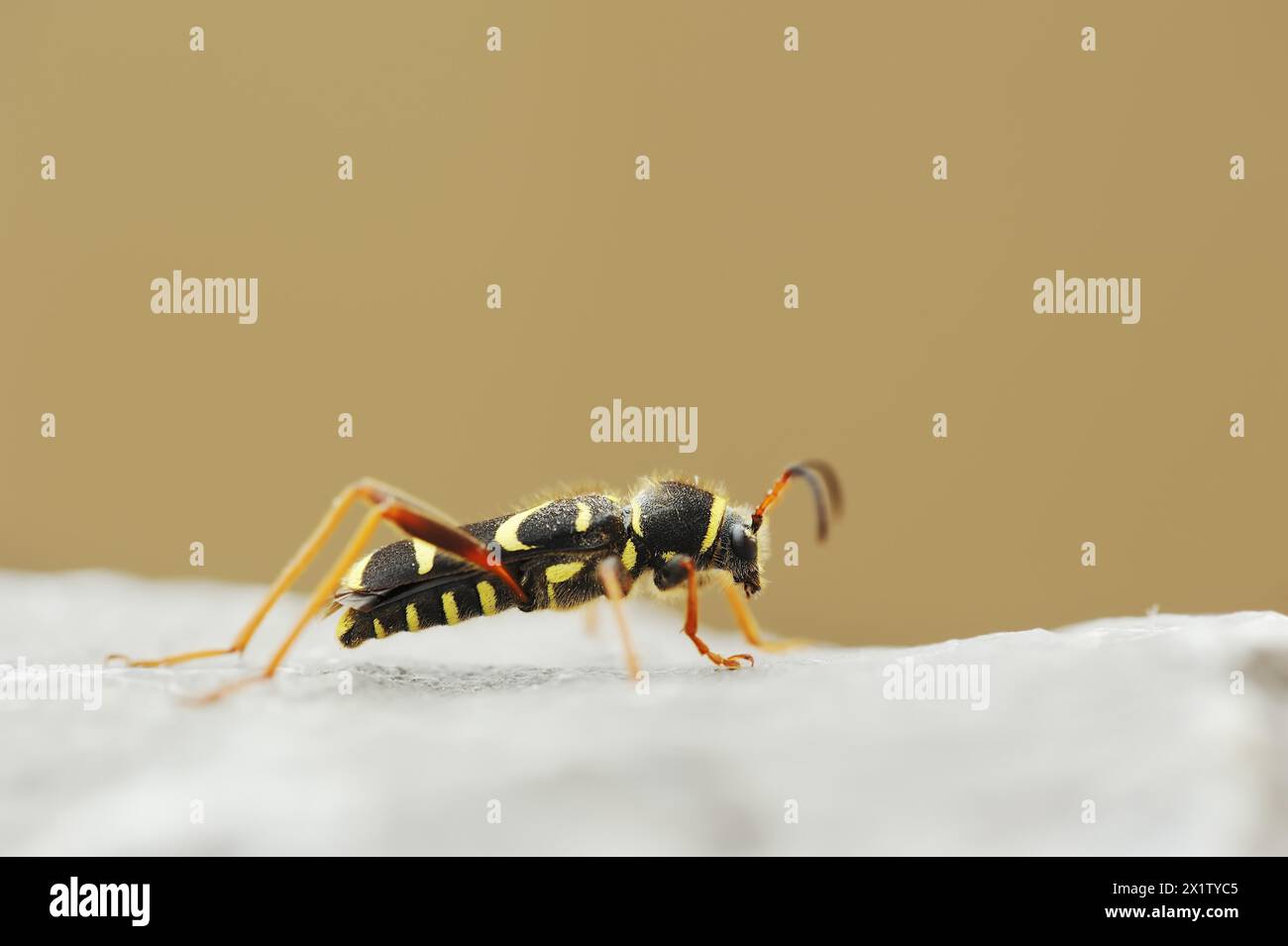 Real ram ram or wasp beetle (Clytus arietis), North Rhine-Westphalia ...