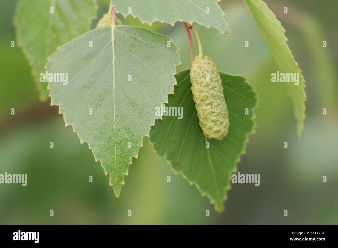 Silver birch (Betula pendula, Betula alba, Betula verrucosa), leaves and inflorescence, North ...