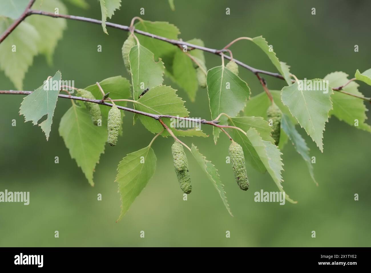 Silver birch (Betula pendula, Betula alba, Betula verrucosa), leaves ...