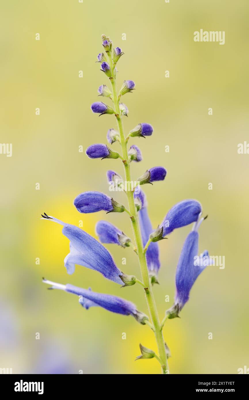 Sage (Salvia cacaliifolia, Salvia cacaliaefolia), flowers, native to ...