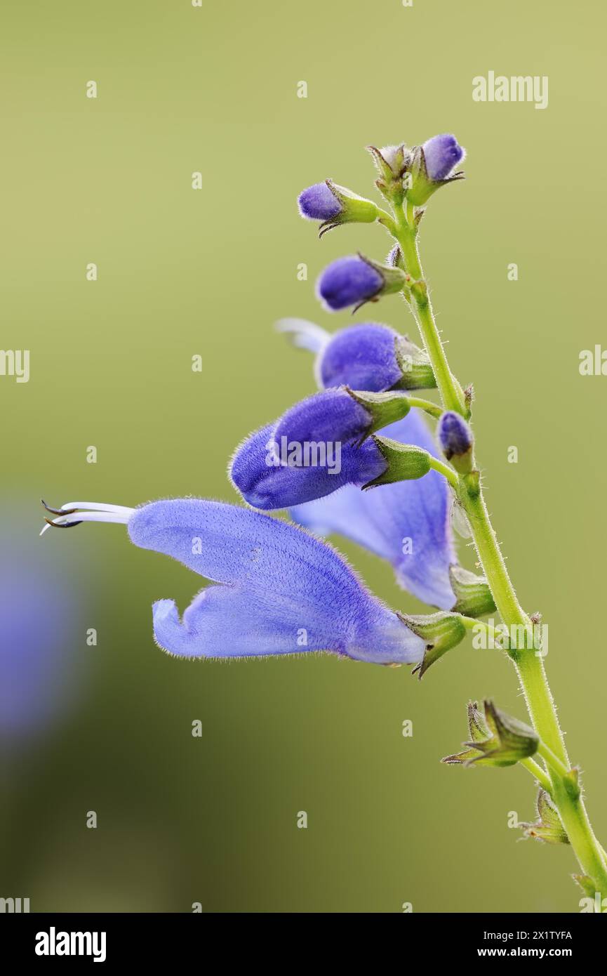 Sage (Salvia cacaliifolia, Salvia cacaliaefolia), flowers, native to ...