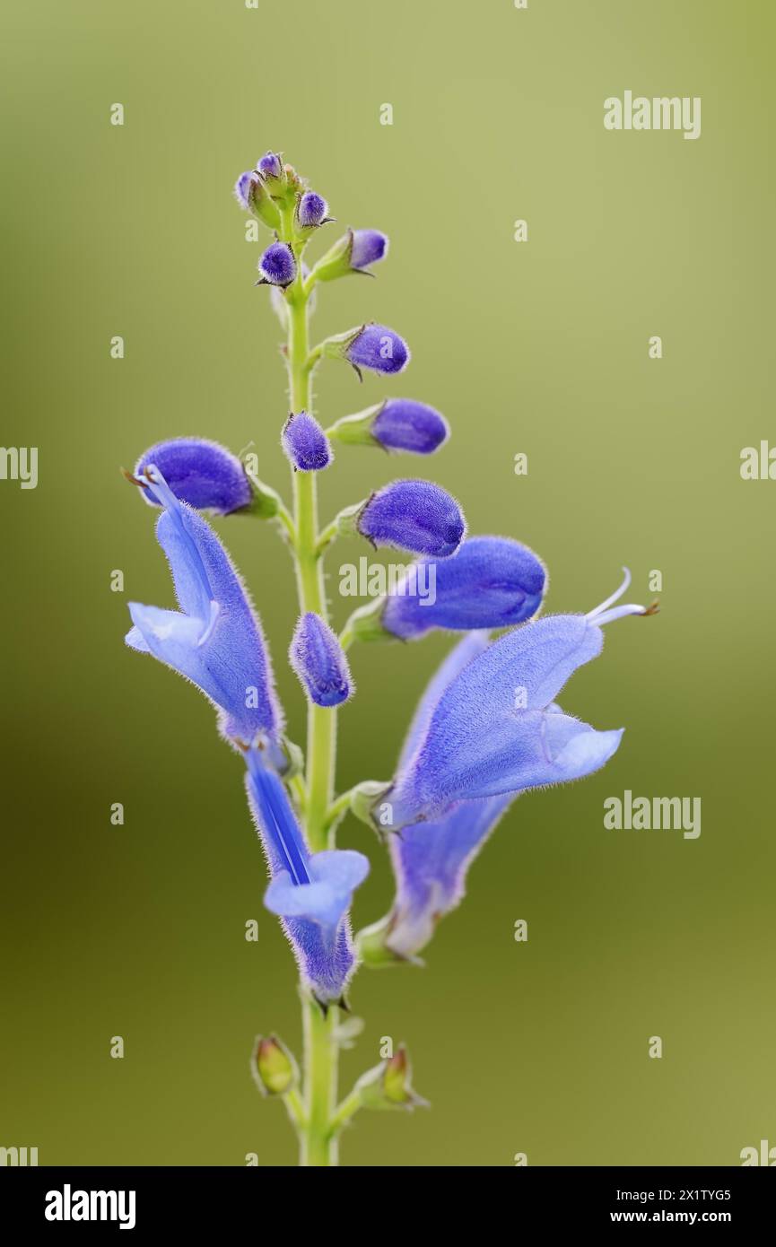 Sage (Salvia cacaliifolia, Salvia cacaliaefolia), flowers, native to ...
