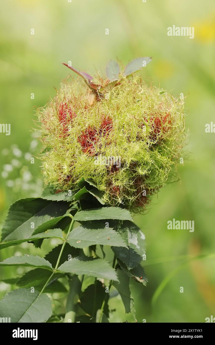 Common rose gall wasp diplolepis rosae hi-res stock photography and ...