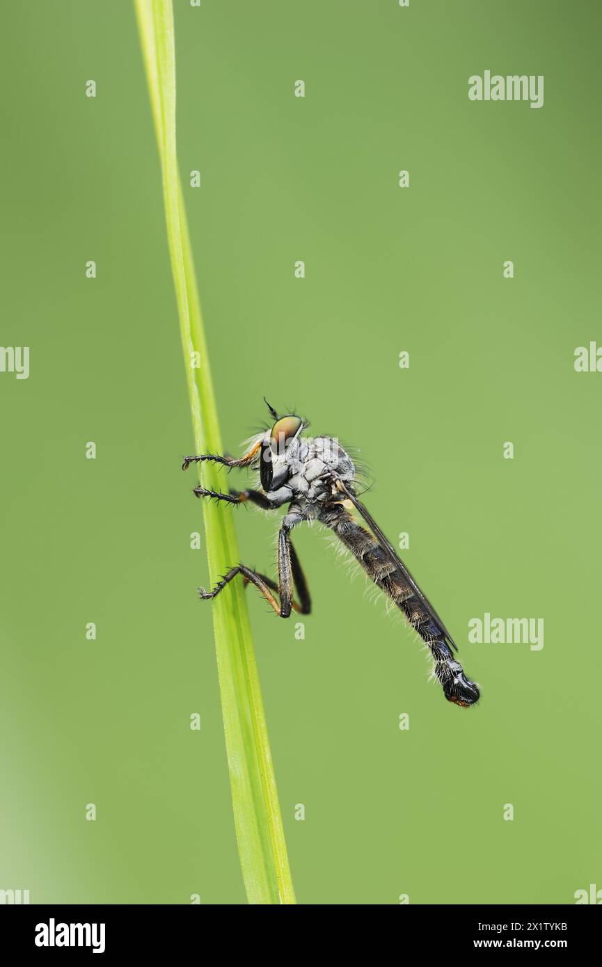 Common awl robberfly (Neoitamus cyanurus), male, North Rhine-Westphalia ...