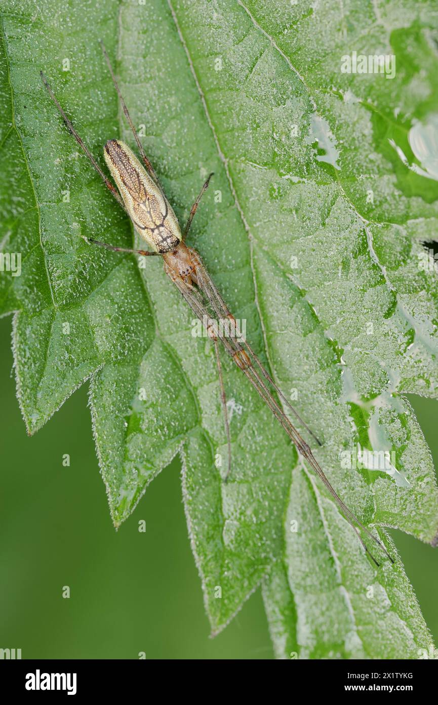 Common stretch-spider (Tetragnatha extensa), North Rhine-Westphalia ...
