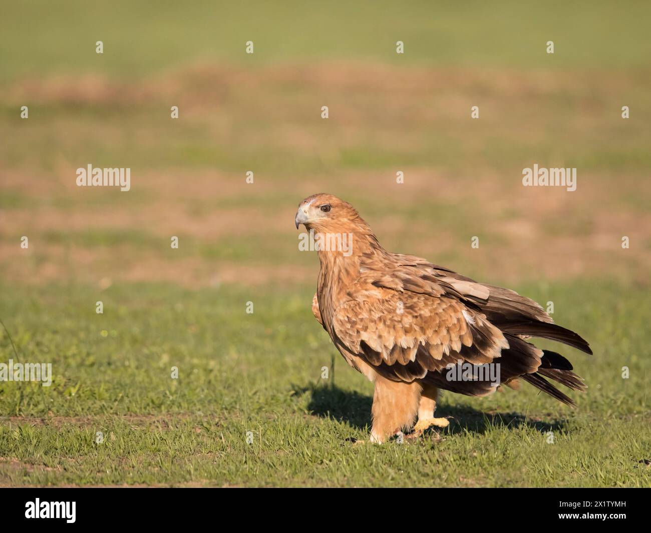 Juvenile Iberian Eagle, Spanish Imperial Eagle (Aquila adalberti) and ...