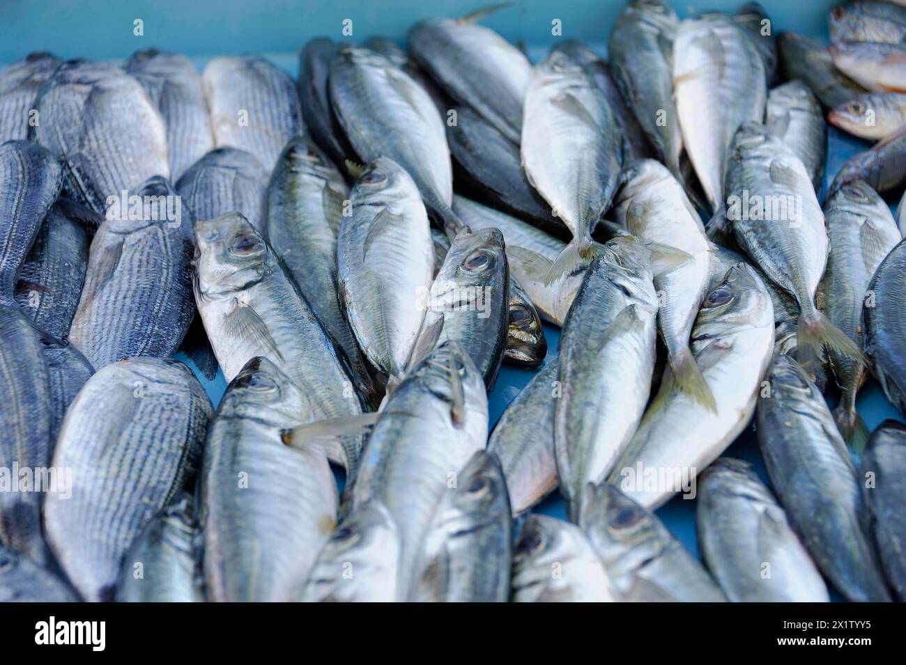Shiny silver fish hi-res stock photography and images - Alamy