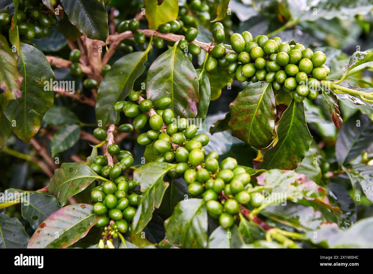 Cafetales, Coffee plantations, Coffee Cultural Landscape, Quindio ...