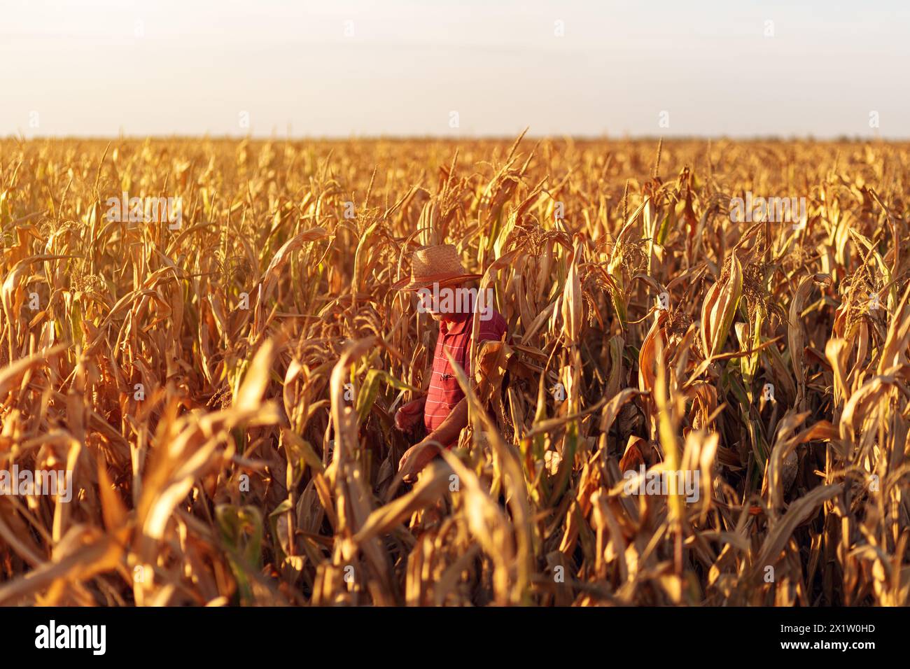 Senior farmer walking in corn field and examining crop before ...