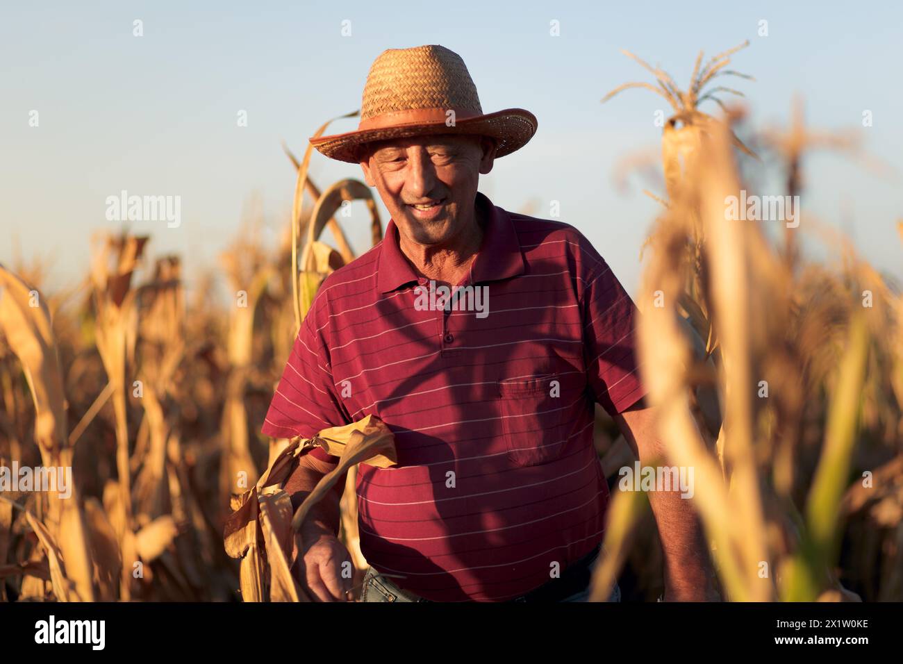 Senior farmer walking in corn field and examining crop before ...