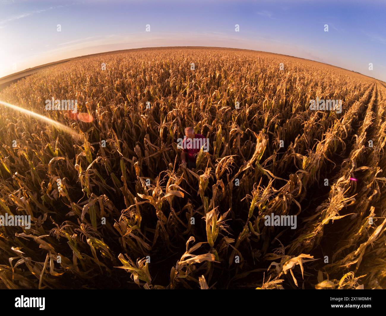 Aerial view of senior farmer walking in corn field and examining crop ...