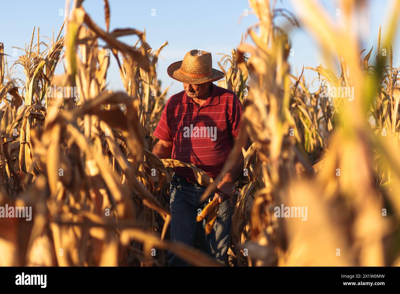 Senior farmer walking in corn field and examining crop before ...
